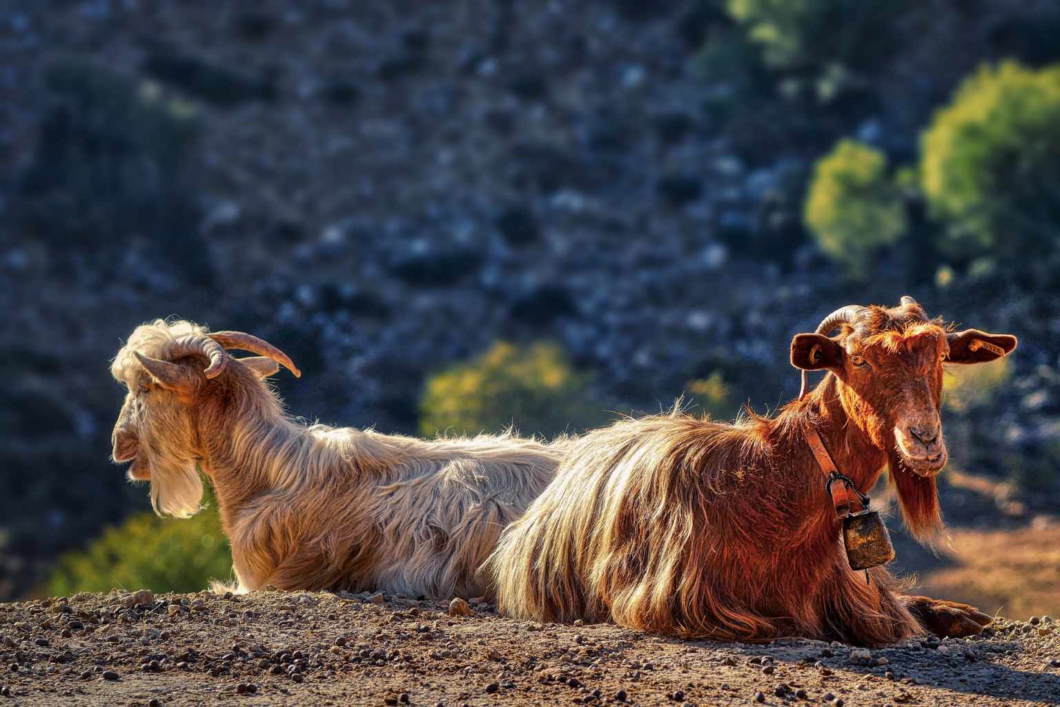 Goat vs Sheep - How to Tell the Difference Between Them?