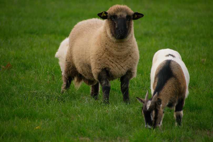 Goat vs Sheep - How to Tell the Difference Between Them?